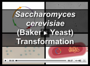 A Guide to Yeast Transformation and Cloning in the Lab