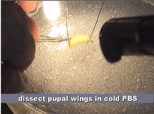 Nature’s Most Beautiful Optical Illusion: Butterfly Wings