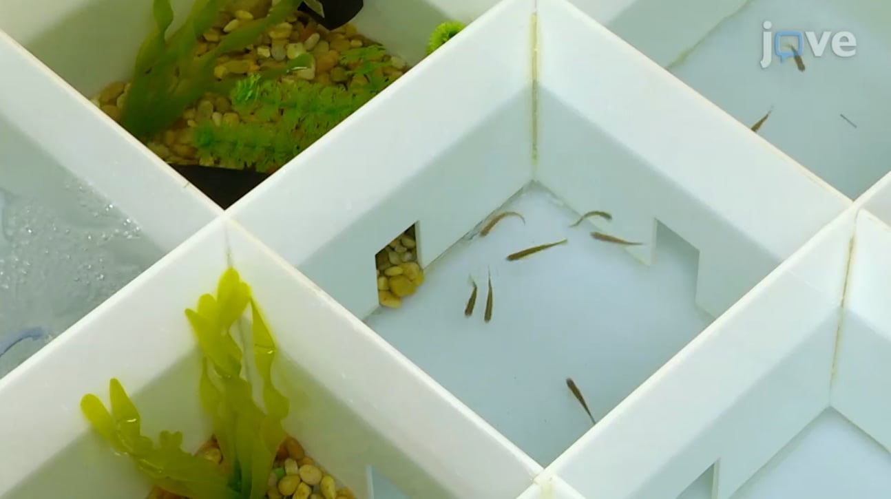 Visualizing the Zebrafish: 5 Exciting Research Protocols, in Video